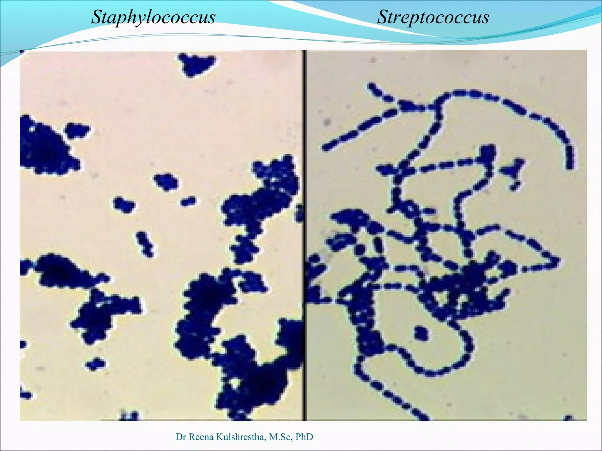 Staphylococci final | PPT