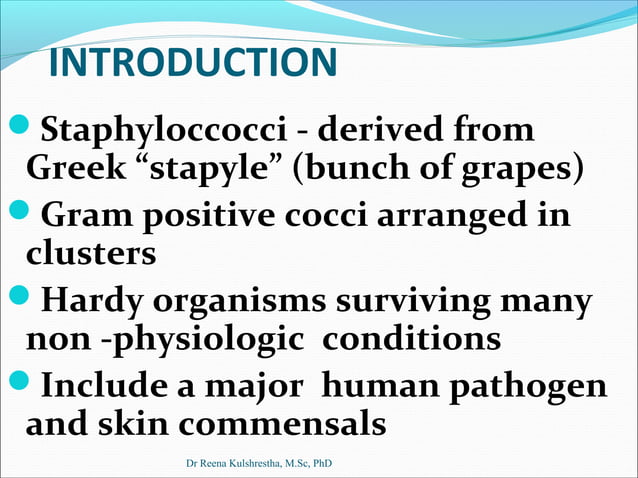 Staphylococci final | PPT | Skin and Dermatology | Diseases and Conditions