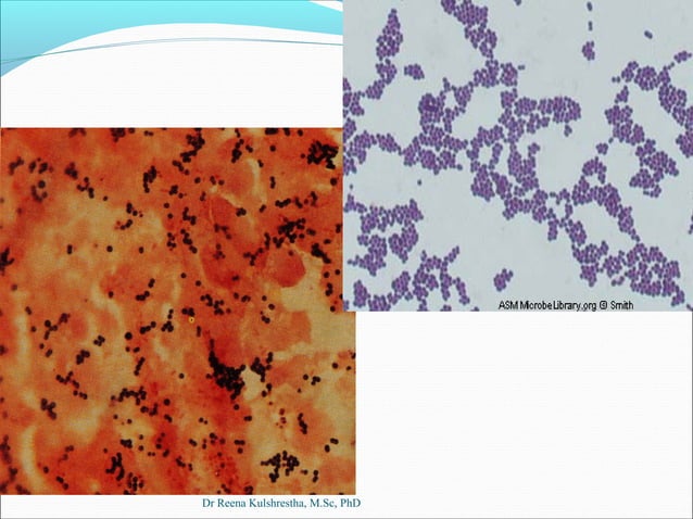Staphylococci final | PPT | Skin and Dermatology | Diseases and Conditions