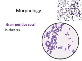 Staphylococci - Prac. Microbiology | PPT