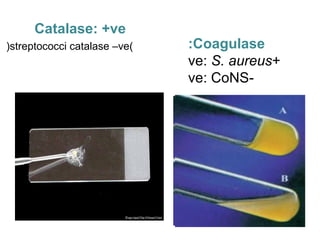 Staphylococci - Prac. Microbiology | PPT