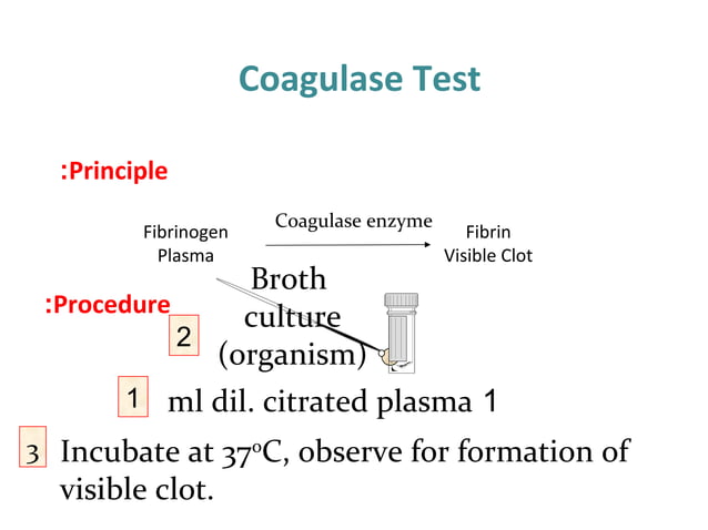 Staphylococci - Prac. Microbiology | PPT | Infectious Diseases | Diseases and Conditions
