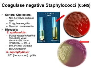 Staphylococci - Prac. Microbiology | PPT