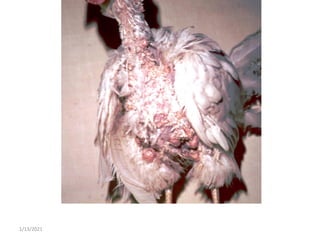 Staphylococcosis | PDF