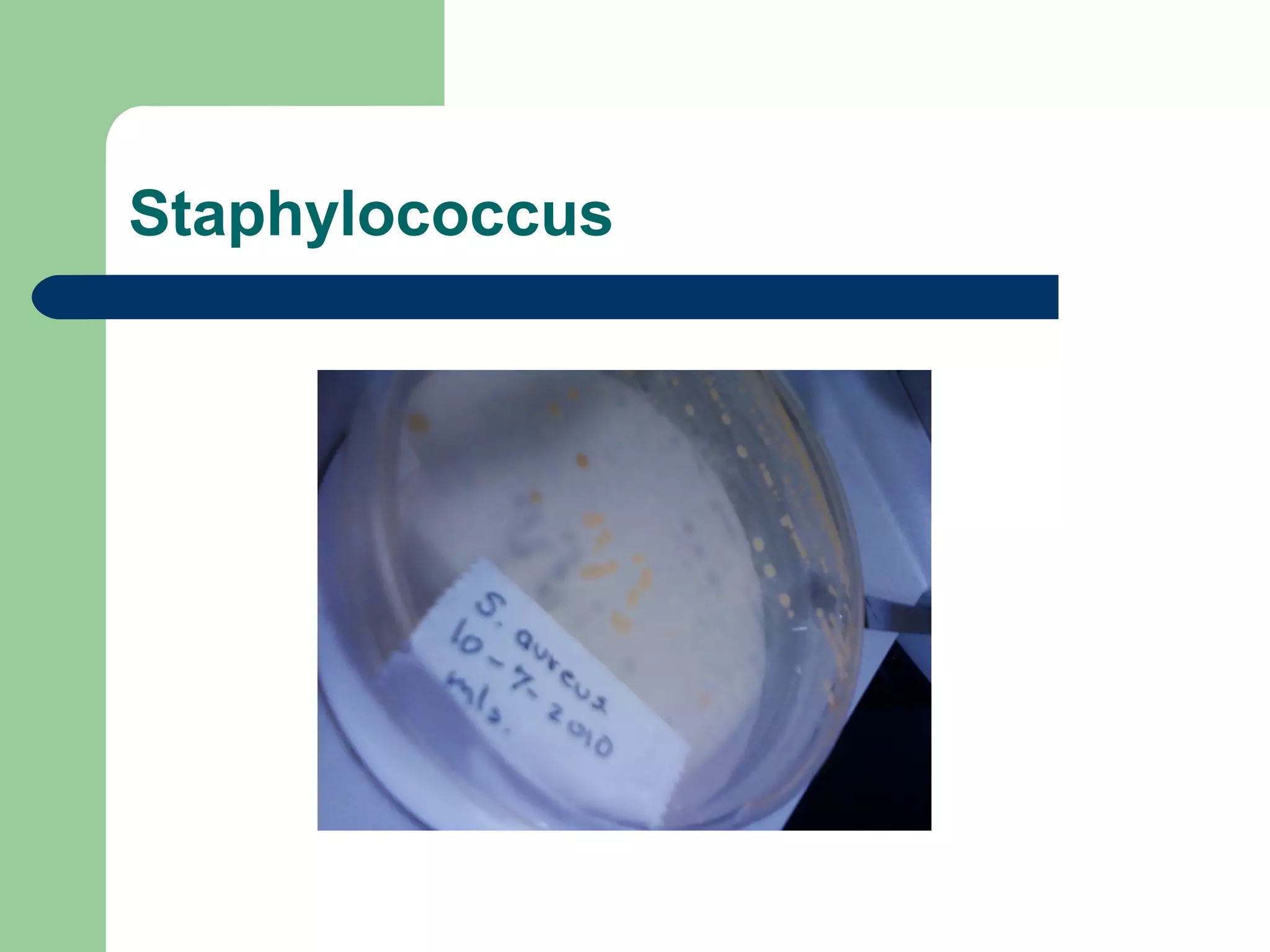 Staphylococcus | PPT