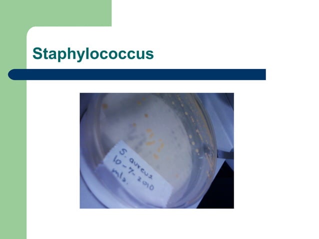 Staphylococcus | PPT