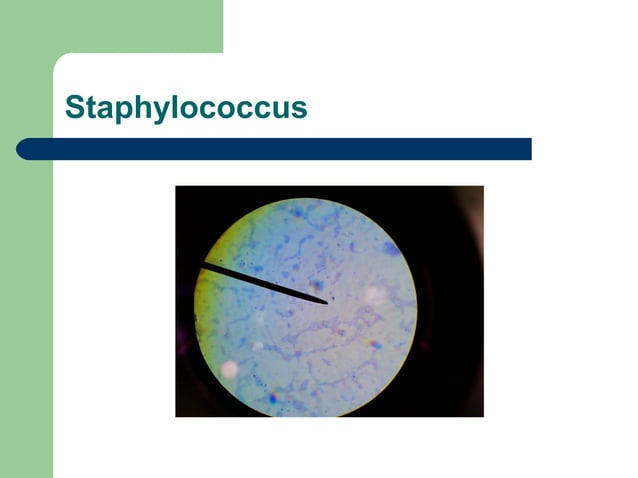 Staphylococcus | PPT