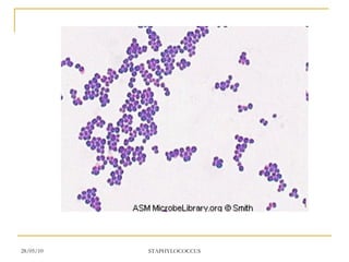Staphylococcus | PPT