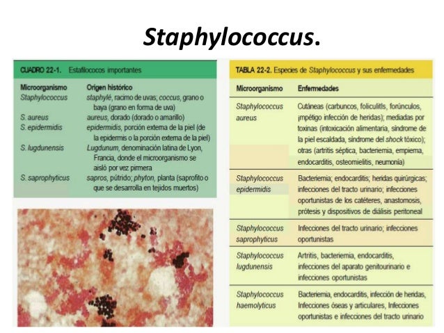 Staphylococcus