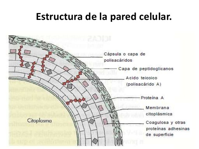 Staphylococcus