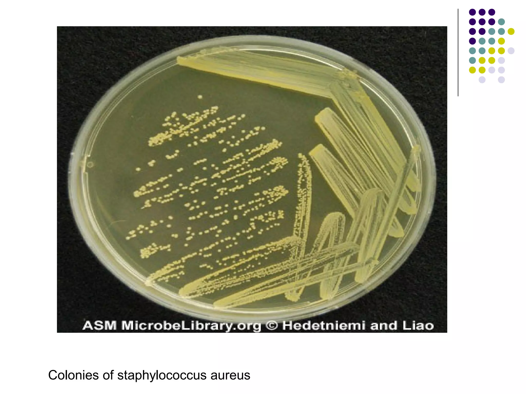 Staphylococcus | PPT