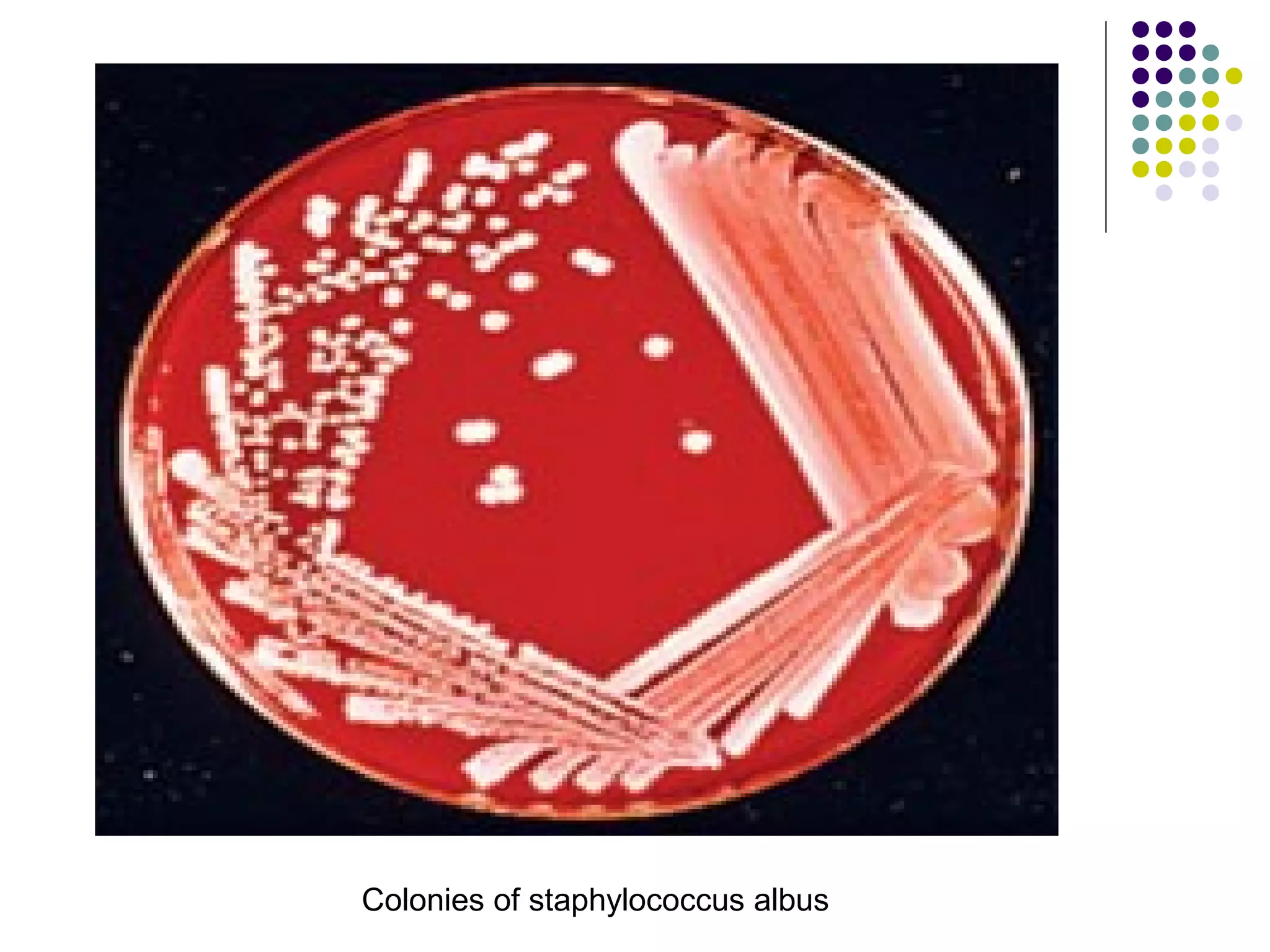 Staphylococcus | PPT