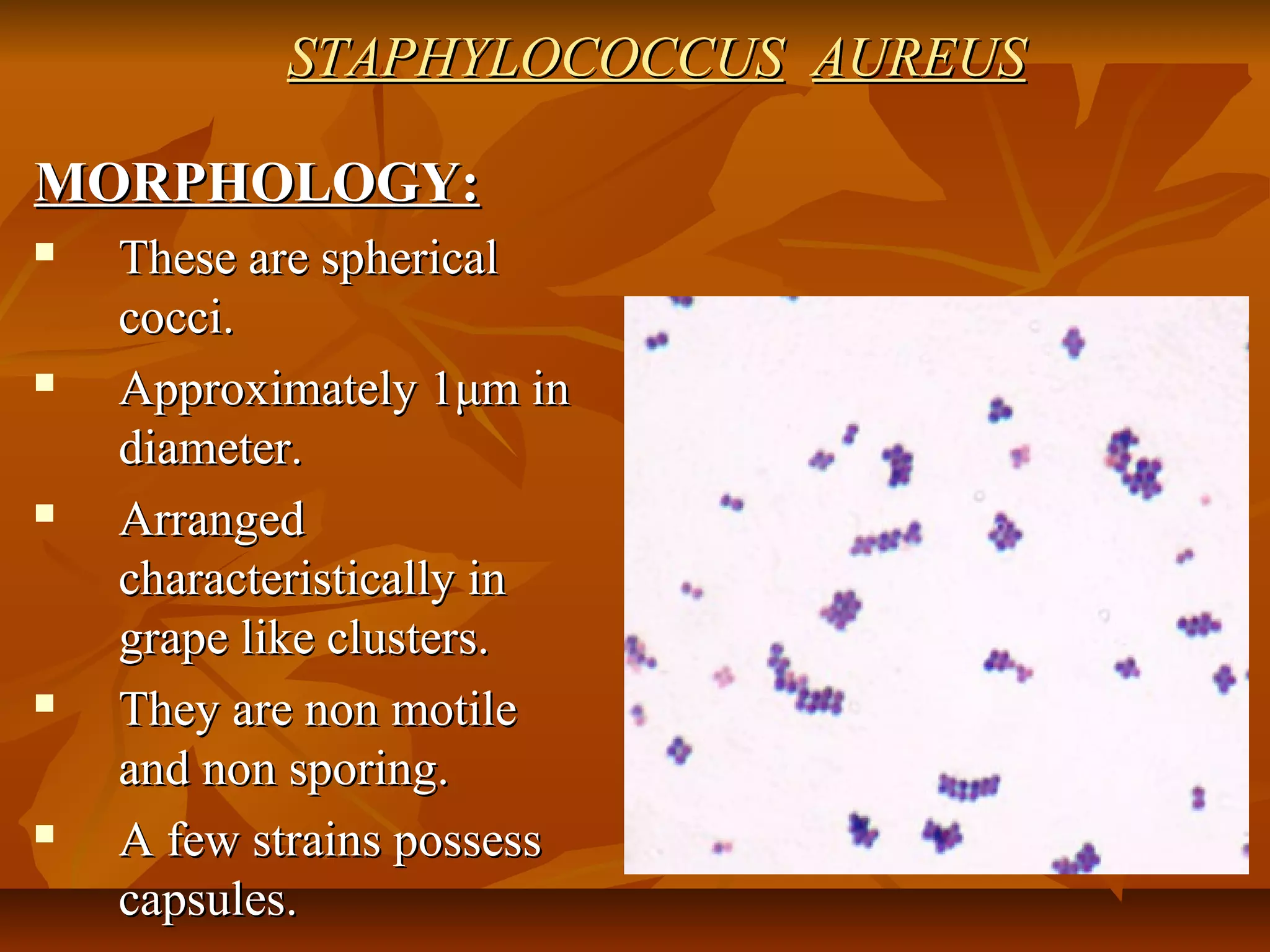 Staphylococcus | PPT