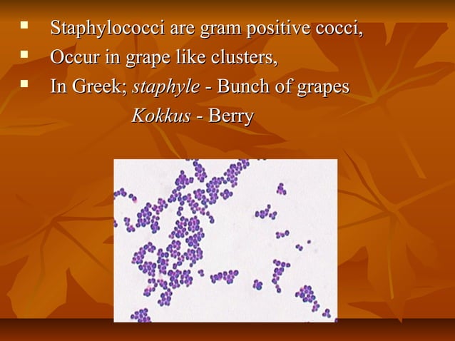 Staphylococcus | PPT