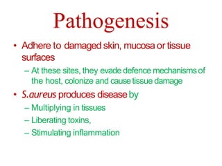 STAPHYLOCOCCUS | PPTX