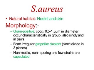 STAPHYLOCOCCUS | PPTX