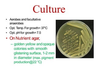 STAPHYLOCOCCUS | PPTX