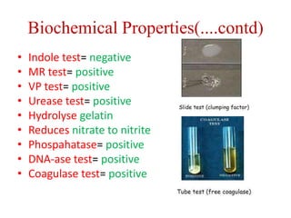 Staphylococcus | PPTX