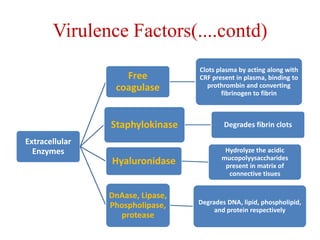 Pathogenesis For Staphylococcus Aureus