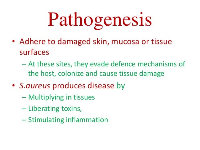 Toxins Pathogenesis Of Staphylococcus Aureus Bacteriology Notes