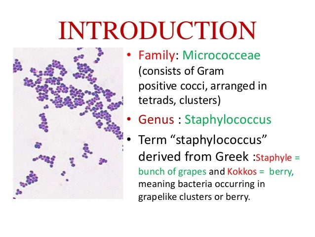 Staphylococcus