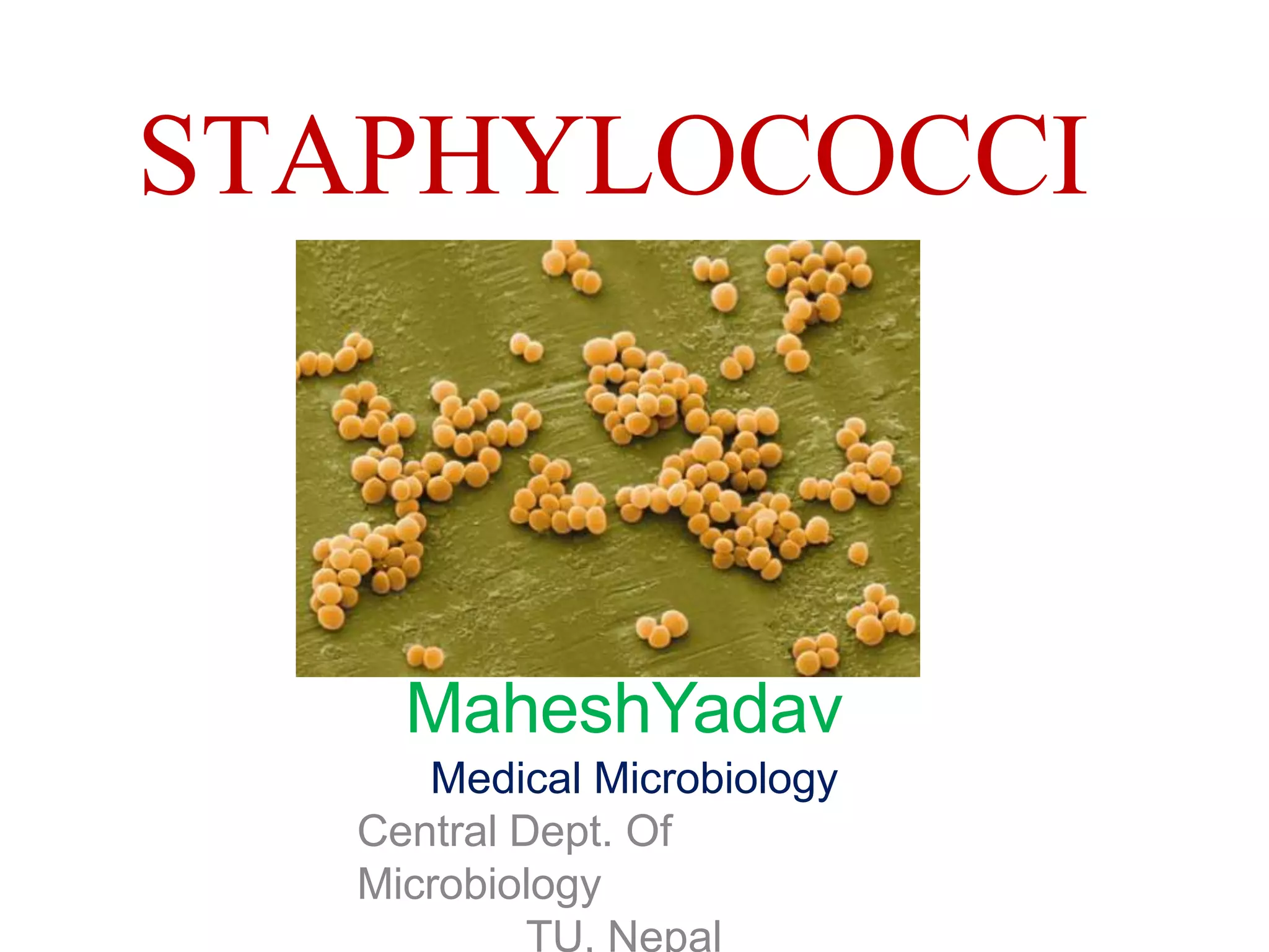 staphylococcus-131009035940-phpapp01 (1).pptx