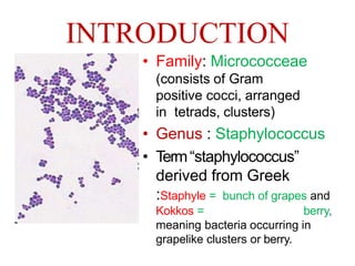 staphylococcus-131009035940-phpapp01 (1).pptx