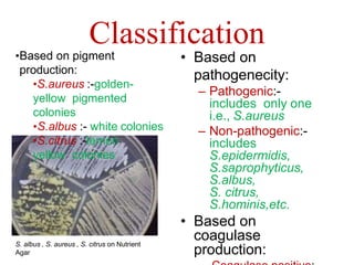 staphylococcus-131009035940-phpapp01 (1).pptx