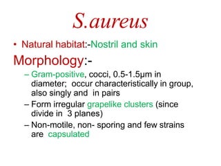 staphylococcus-131009035940-phpapp01 (1).pptx