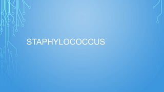 Staphylococcus | PPTX | Infectious Diseases | Diseases and Conditions