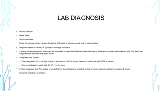 Staphylococcus | PPTX | Infectious Diseases | Diseases and Conditions