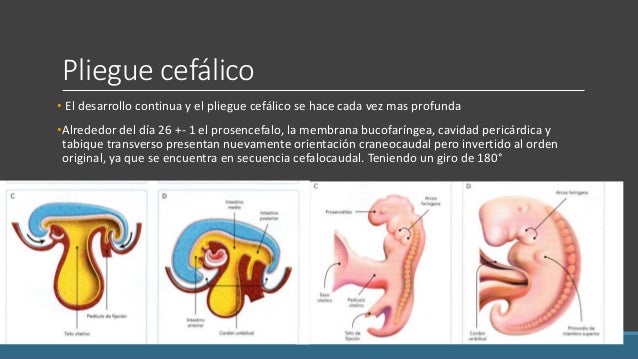 Implantacion y tubulacion