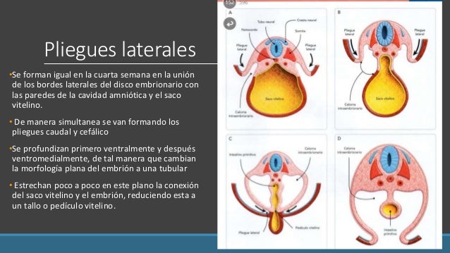 Implantacion y tubulacion
