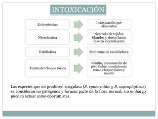 Staphylococcus | PPTX