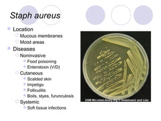 Staphylococcus | PPT