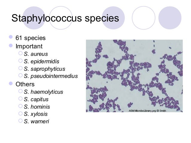 Staphylococcus