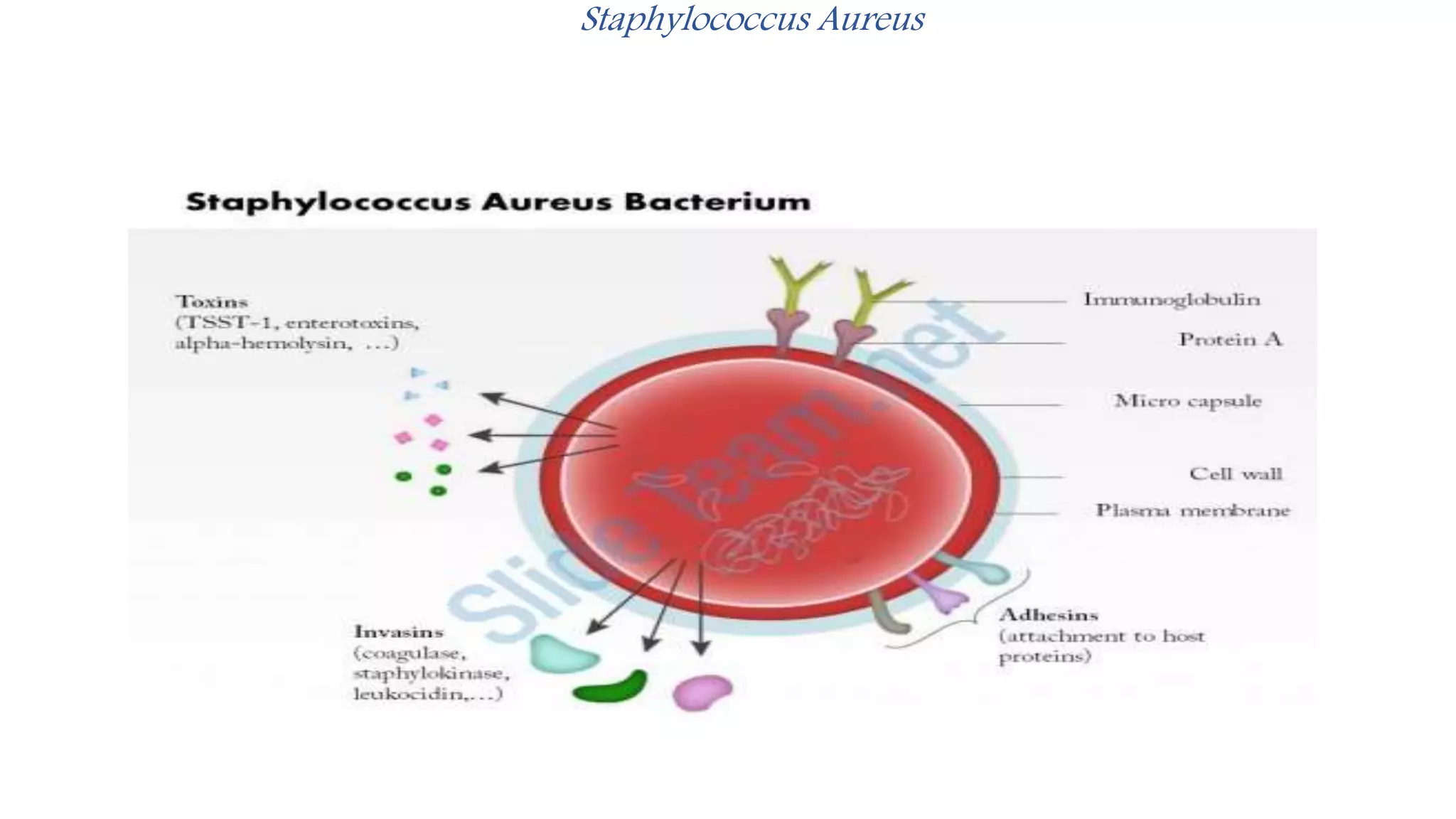 Staphylococcus | PPT