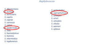 Staphylococcus | PPT
