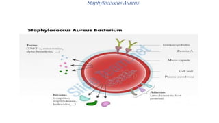 Staphylococcus | PPT