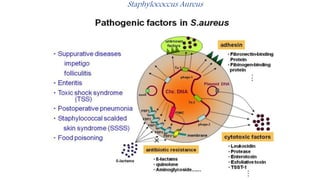 Staphylococcus | PPT