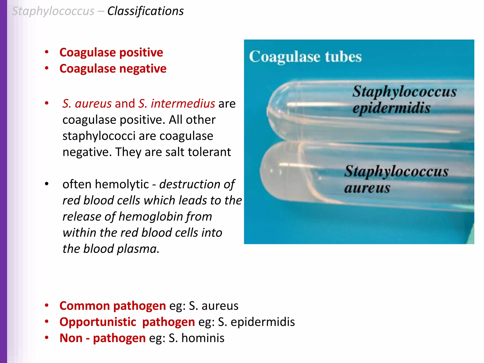 Staphylococcus | PDF