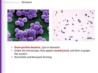 Staphylococcus | PDF