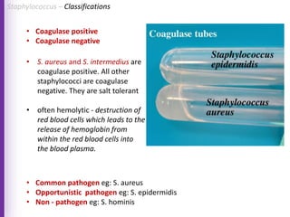 Staphylococcus | PDF