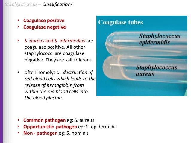 Staphylococcus