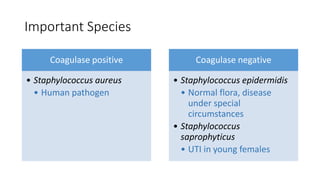 Staphylococcus | PPTX
