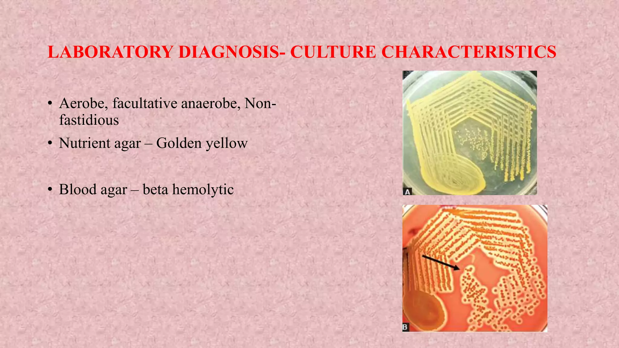 Staphylococcus | PPTX