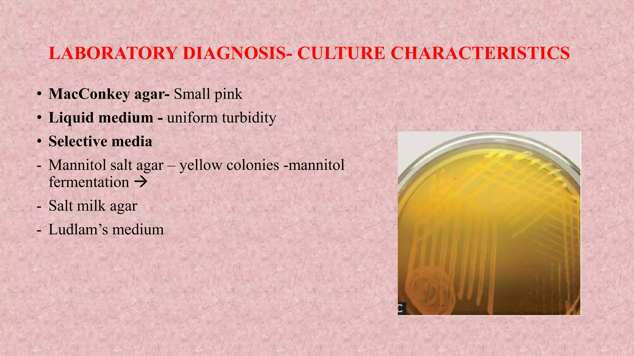 Staphylococcus | PPTX