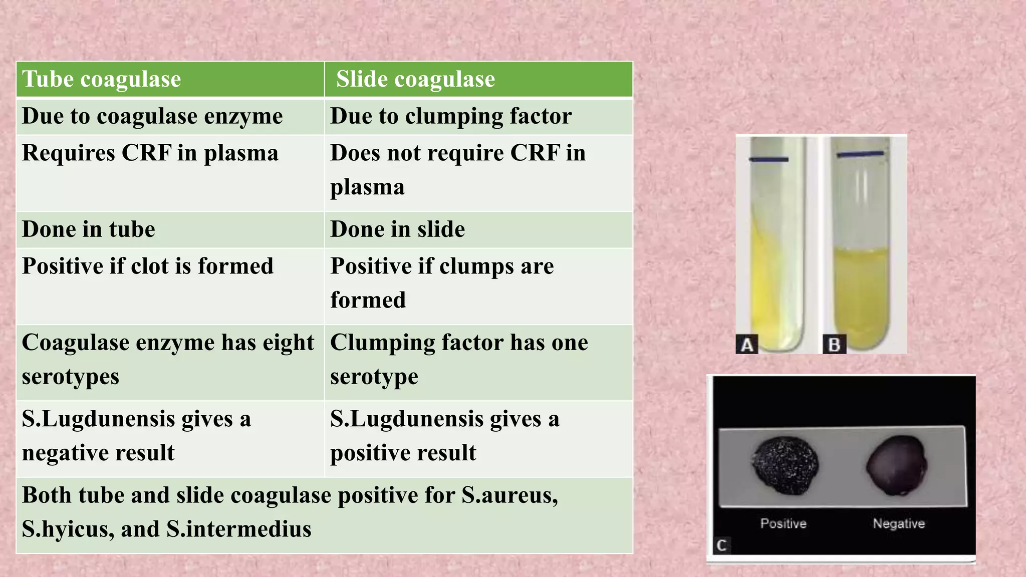 Staphylococcus | PPTX