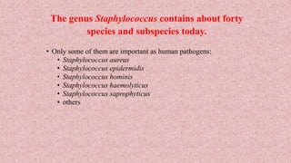 Staphylococcus | PPTX