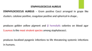 Staphylococcus streptococcus their toxins, diagnosis and treatment | PPTX